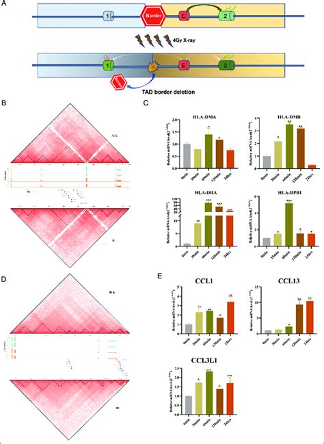 Radiation Induced Alteration Of Topologically Associating Domain Tad