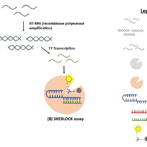 Crispr Technique Viral Rna Is Converted To Dsdna Using Rt Rpa