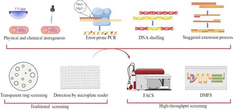 Random Mutation And High Throughput Screening Methods By Figdraw In Download Scientific