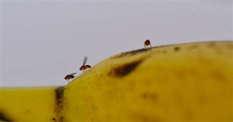 इन आसान तरीकों से पाएं भुनगों की समस्या से निजात फल सब्जियों को सुरक्षित रखने के लिए करें ये