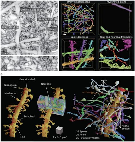 Nikon Instruments On Linkedin Superresolution Sted Microscopy Deeplearning