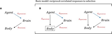 Directed Acyclic Diagrams Showing Possible Causal Relationships Where