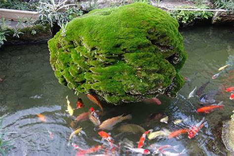 庭院鱼池的八大禁忌 风水