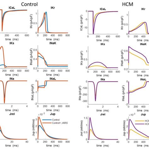 Schematic Representation Of The Ionic Currents And Subcellular Targets Download Scientific
