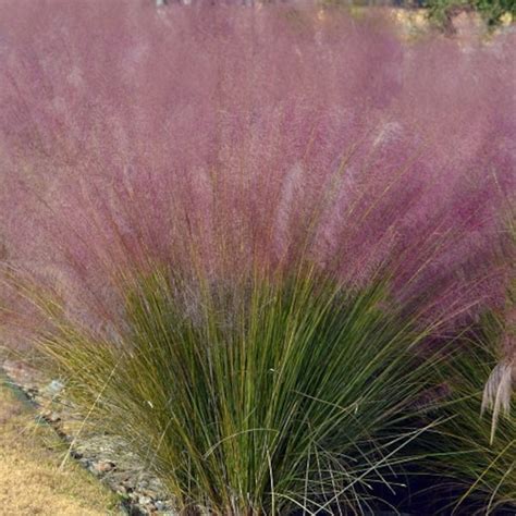 Muhly Grass Etsy
