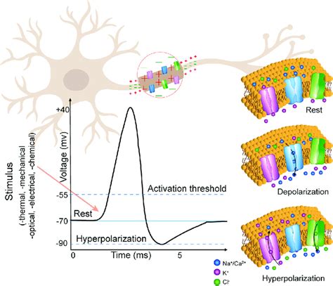 Principle Of Neuromodulation Electrical Activity In The Brain Is The