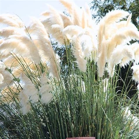 2 White Pampas Grass Plants Live Pampas Grass Plants Dwarf Pampas Grass 4 Inch