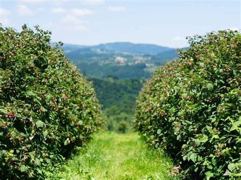 When To Plant Raspberry Bushes Planting Guide Northern Nester