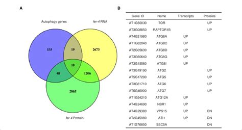 Comparison Of Autophagy Related Genes With Transcriptome And Proteome Download Scientific