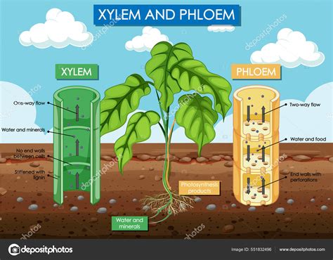 Xylem And Phloem Diagrams
