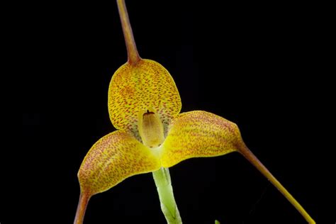 Masdevallia Instar Culto Orquídeas