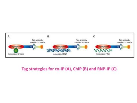 Serological Techniquues For Testing Of Disease Ppt