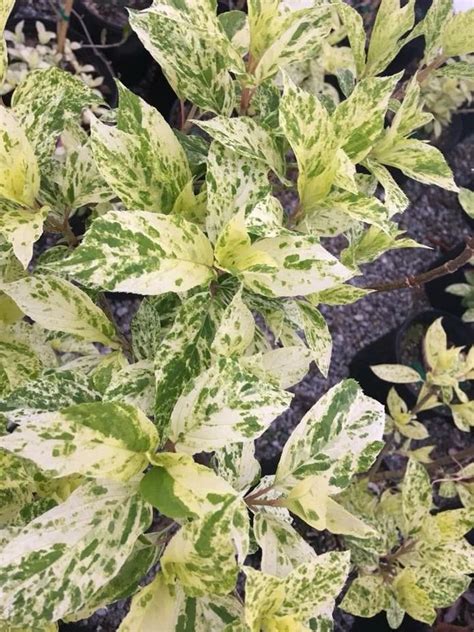 Hydrangea Paniculata Yuki Gessho Variegated Hydrangea Hydrangea