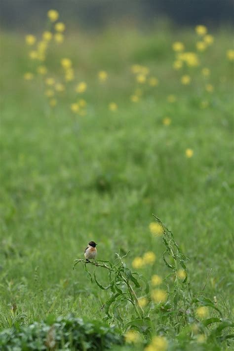 春のノビタキ雄 気まぐれ探検隊Blog