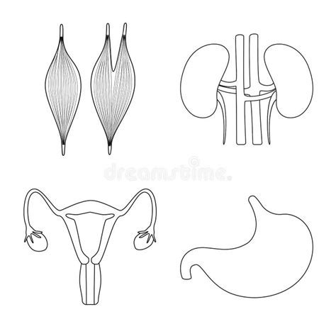 Female Sex Organs Stock Illustrations 79 Female Sex Organs Stock Illustrations Vectors