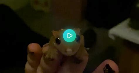 Pov Youre A Beautiful Tree Ruby Wants To Climb Album On Imgur