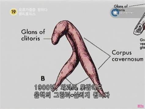 오르가즘을 말하다 클리토리스 후방주의 꾸르