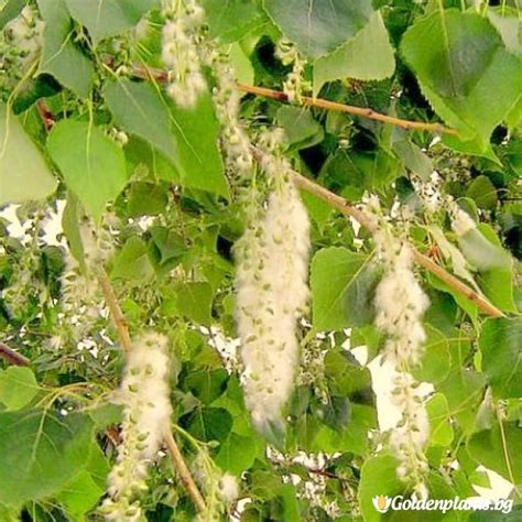 Обикновена Топола