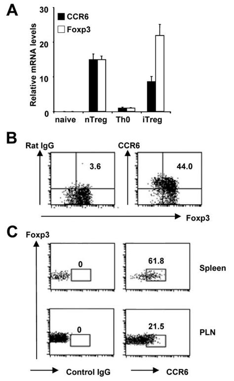 Ccr6 Regulates The Migration Of Inflammatory And Regulatory T Cells