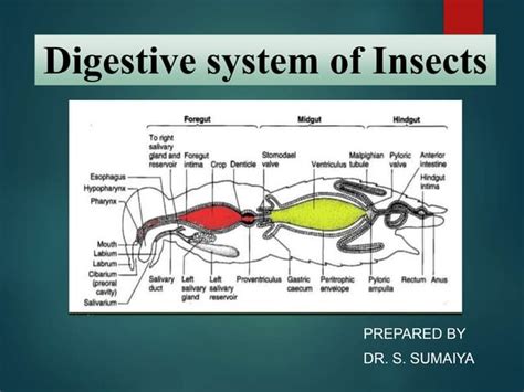 Insect Digestive System