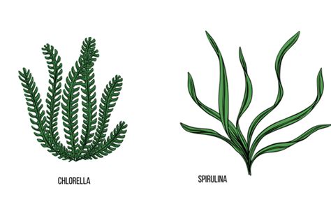 Spirulina Vs Chlorella Which Microalgae Is Better