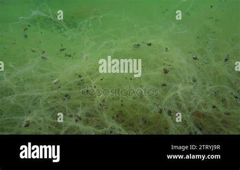 Common Mussel Mytilus Edulis Stock Videos And Footage Hd And 4k Video Clips Alamy