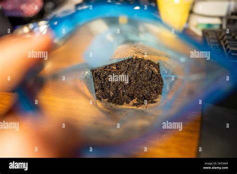 Working In A Soil Lab Iwth Soil Samples Testing A Soil Test In Australia Stock Photo Alamy