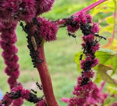 Aphids Maine Organic Farmers And Gardeners