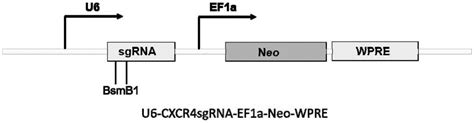 Human Cxcr4 Gene Target Sequence Identified By Neisseria Meningitidis Crispr Cas9 System Sgrna Human Cxcr4 Gene Target Sequence Identified By Neisseria Meningitidis Crispr Cas9 System Sgrna