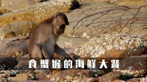 食蟹猴的海鲜大餐丨纪录片高清1080p在线观看平台腾讯视频