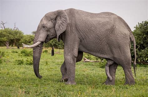 Pin Op Tusks Trunks Ears