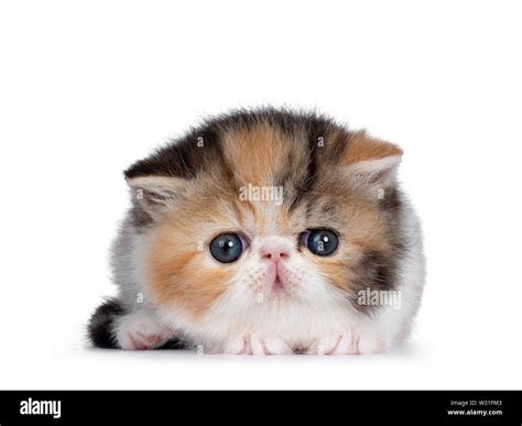 Cute Exotic Shorthair Cat