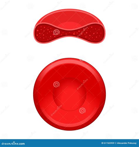 Erythrocyte Cartoons Illustrations Vector Stock Images 5137 Pictures To Download From