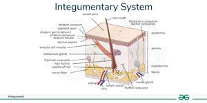 Integument In Biology GeeksforGeeks