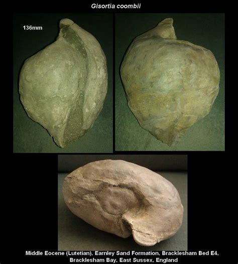 Help With Identification Please Fossil Id The Fossil Forum