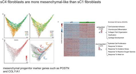 文献 5 单细胞转录组揭示人类纤维化皮肤病中成纤维细胞的异质性 知乎