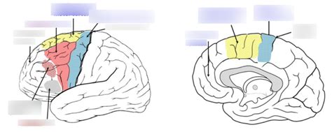 Slide 20 Motor Cortex In Frontal Lobe Diagram Quizlet