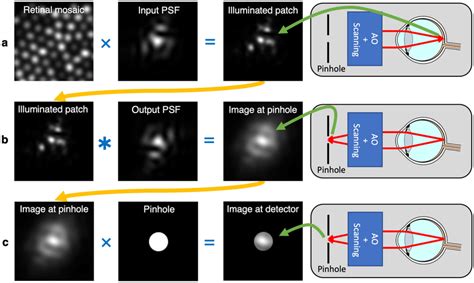 The Steps To Replicate Data Capture Through A Scanned Confocal Retinal Download Scientific