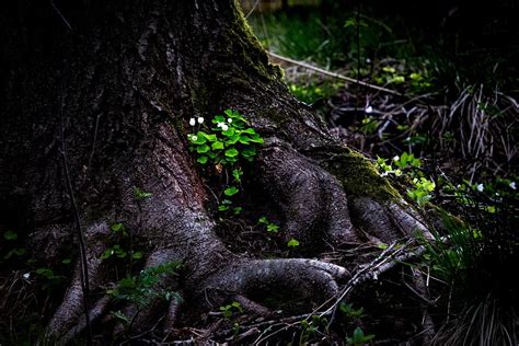Tree Roots Forest Free Photo On Pixabay