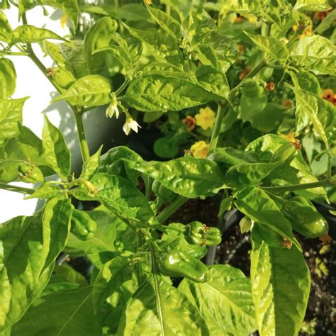 Chilli Pepper Numex Suave Orange Capsicum Chinense Seeds