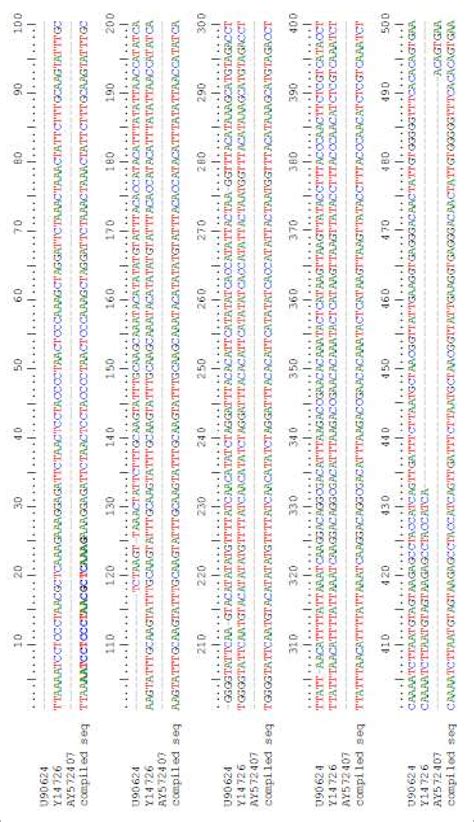 Alignment Fragment Of Nucleotide Sequences Available In GenBank Using Download Scientific