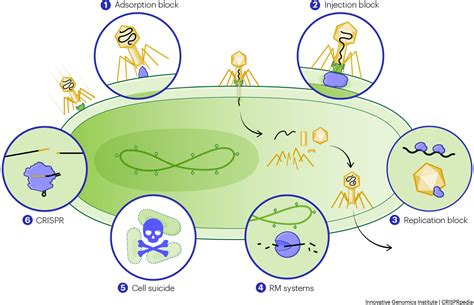 Crispr In Nature Innovative Genomics Institute Igi