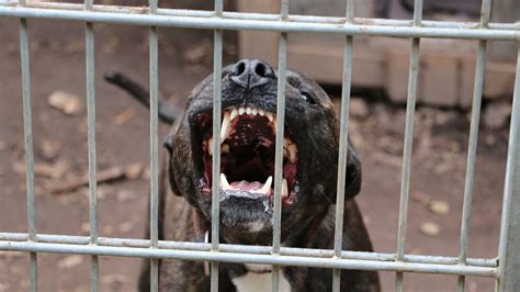 Куче нападна и уби стопанина си в София ВИДЕО СНИМКИ Nova