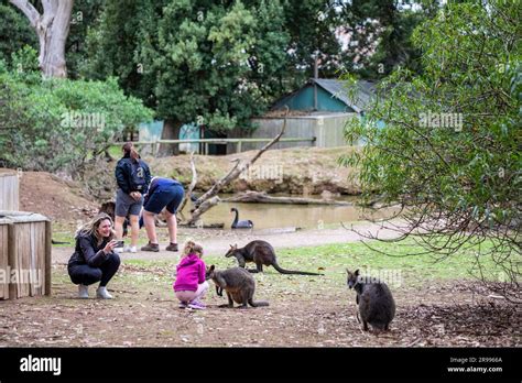 Mother Is Using Smart Photo To Take Photo For Girl To Feed Swamp Wallaby Wallabia Bicolor In