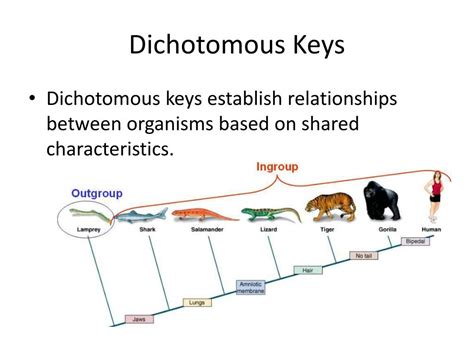 PPT Dichotomous Keys PowerPoint Presentation Free Download ID