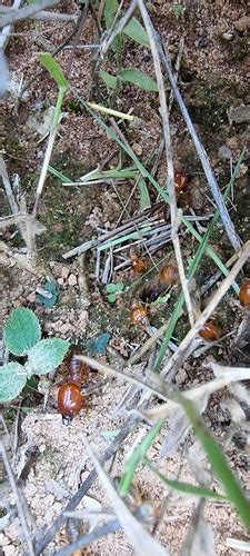 Syntermes Praecellens · Inaturalist Ecuador
