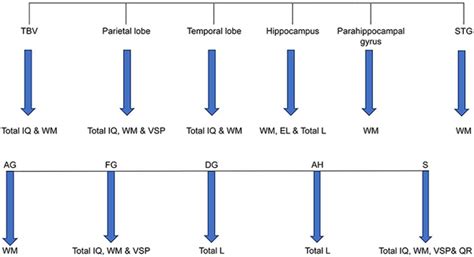 Schematic Illustration Of Correlations Between Brain Regions And