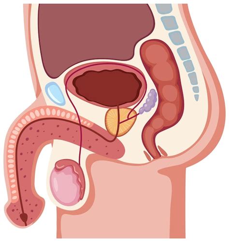 Anatomía Del Sistema Reproductor Masculino Vector Premium