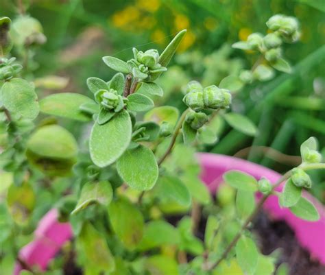 How To Grow Marjoram At Irene Rayburn Blog