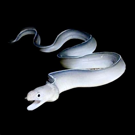 Ghost Eel White Ribbon